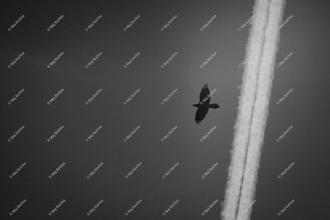 Dramatic Photographs of Ravens and Hawks Mid Flight. High Quality JPG ...