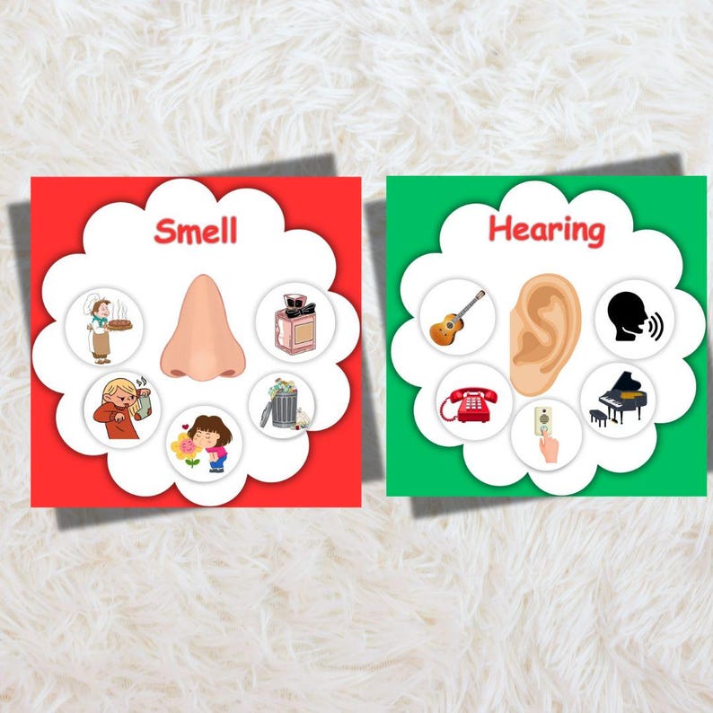 Five Senses Sorting Activity Printable, 5 Senses Sorting, Homeschool ...