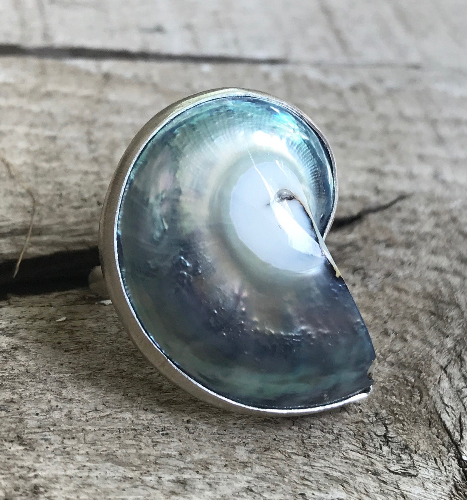 Light Blue Pearl Sea Nautilus Shell With Mother of Pearl - Etsy