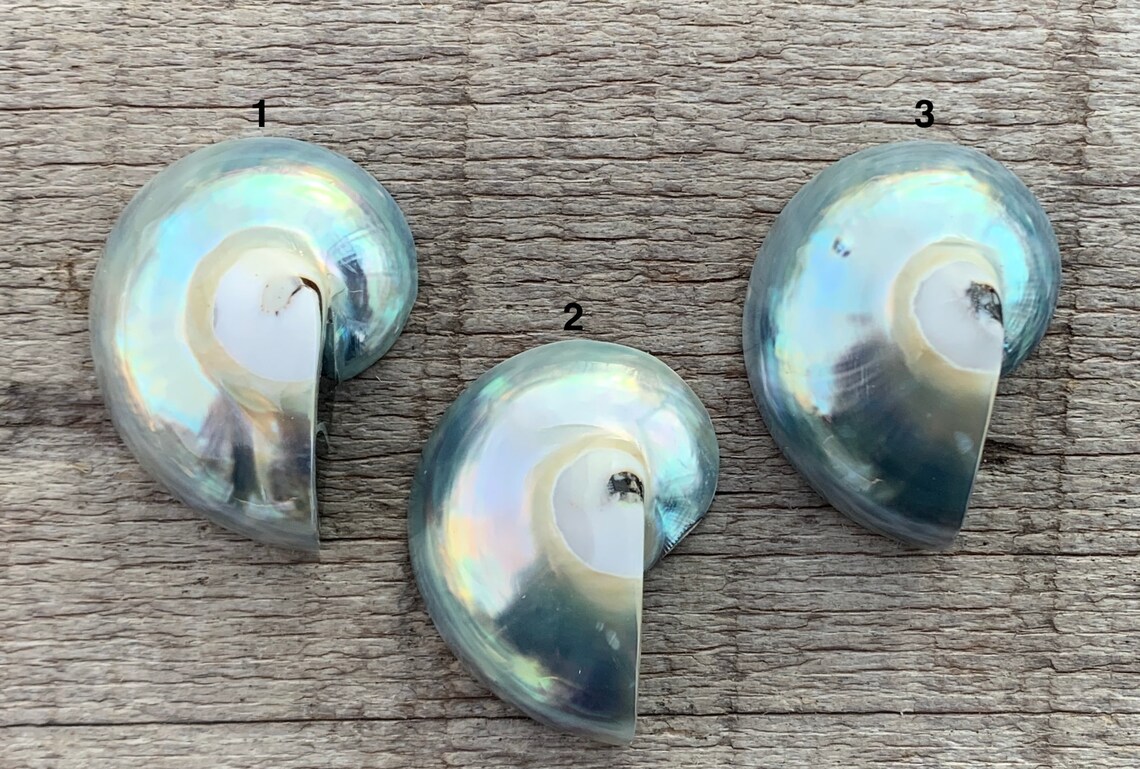 Light Blue Pearl Sea Nautilus Shell With Mother of Pearl - Etsy