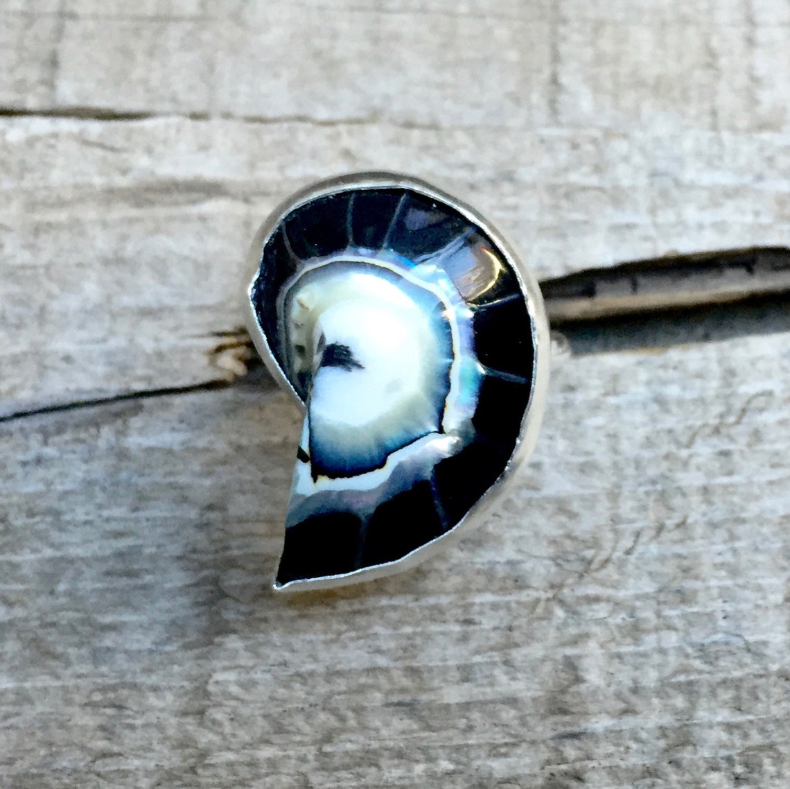 Black Sea Nautilus Shell With Mother of Pearl and Resin - Etsy