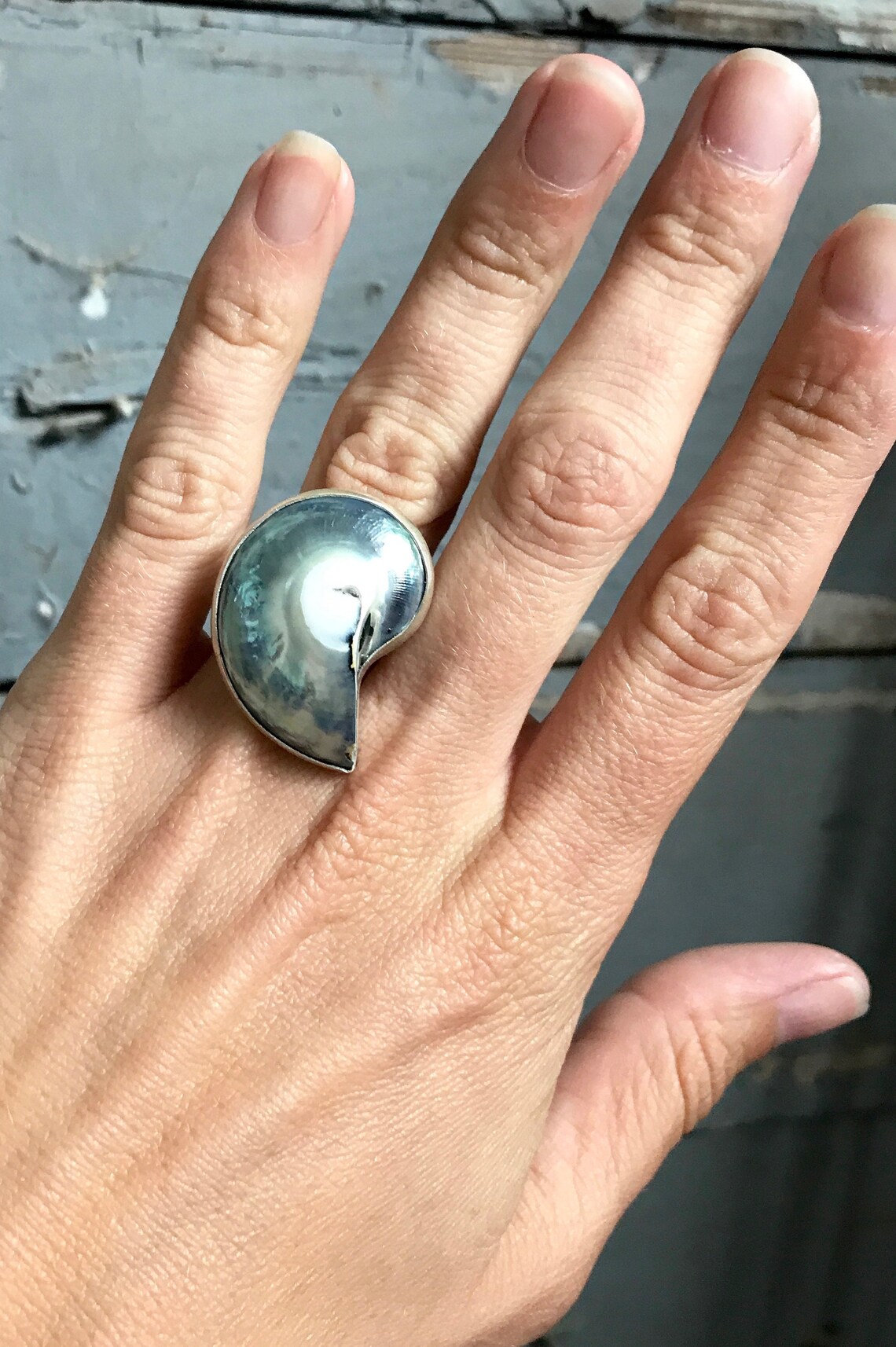 Light Blue Pearl Sea Nautilus Shell With Mother of Pearl - Etsy