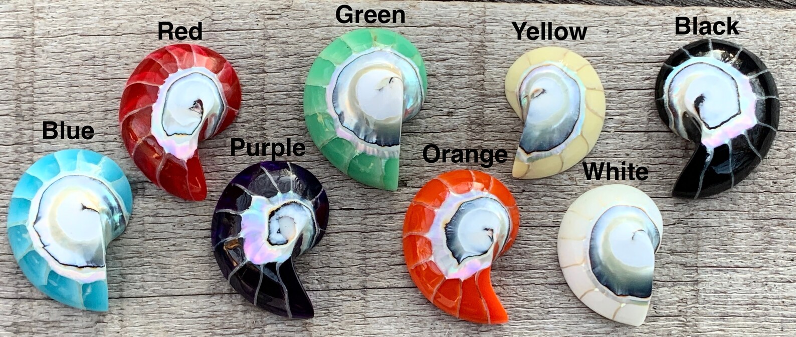 Black Sea Nautilus Shell With Mother of Pearl and Resin - Etsy