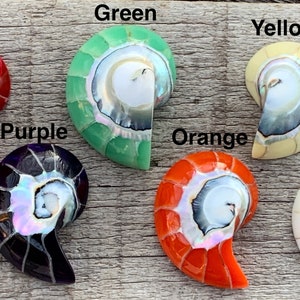 Black Sea Nautilus Shell With Mother of Pearl and Resin - Etsy