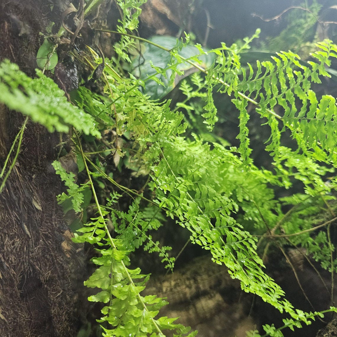 Bioactive Vivarium Plant Bundle – 12 Mixed Rare & Shingling Plants - Etsy