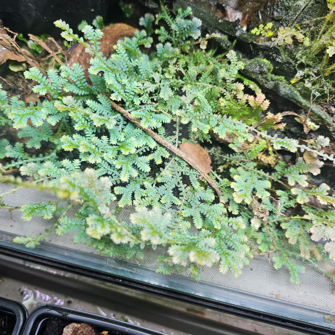 Bioactive Vivarium Plant Bundle – 12 Mixed Rare & Shingling Plants - Etsy