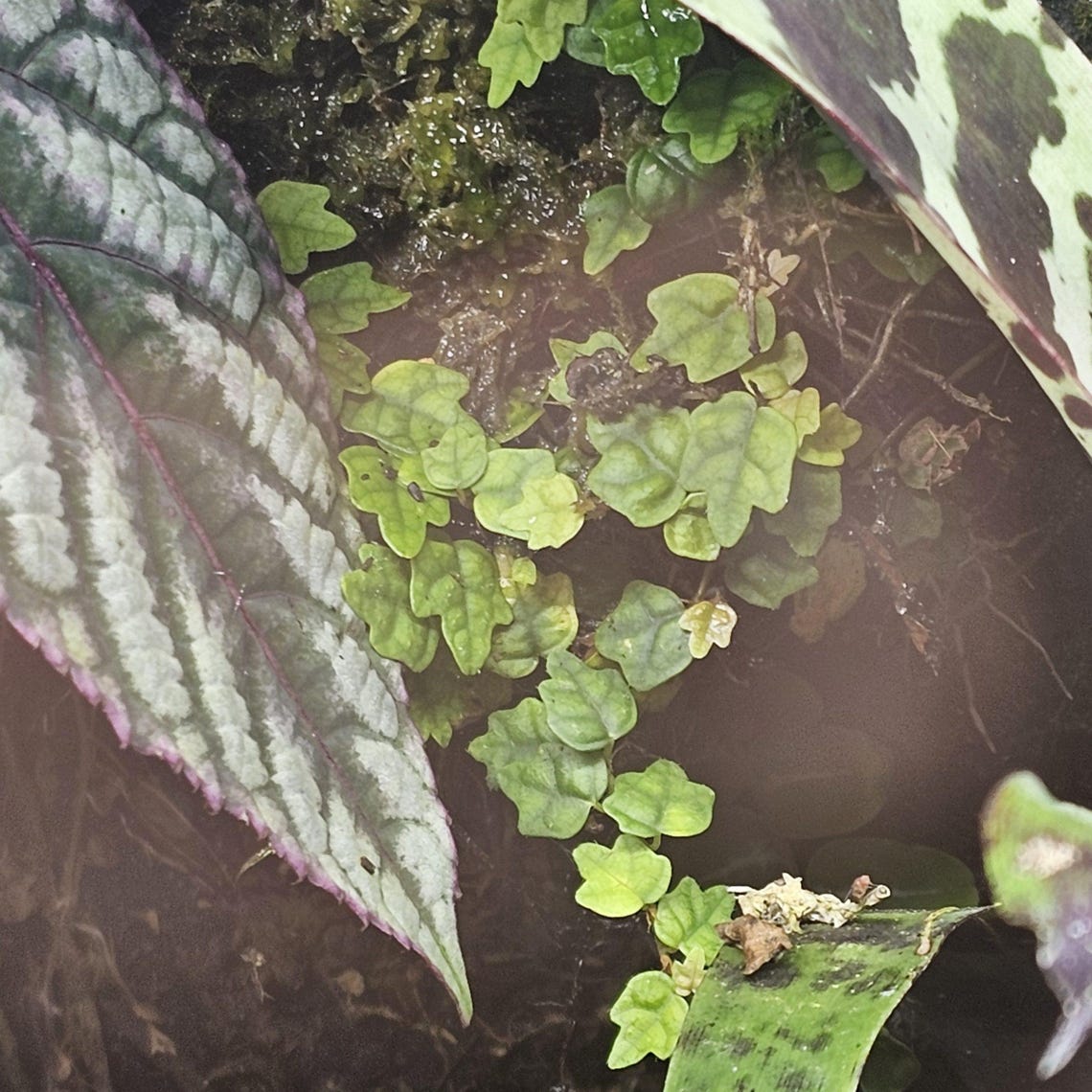 Bioactive Vivarium Plant Bundle – 12 Mixed Rare & Shingling Plants - Etsy