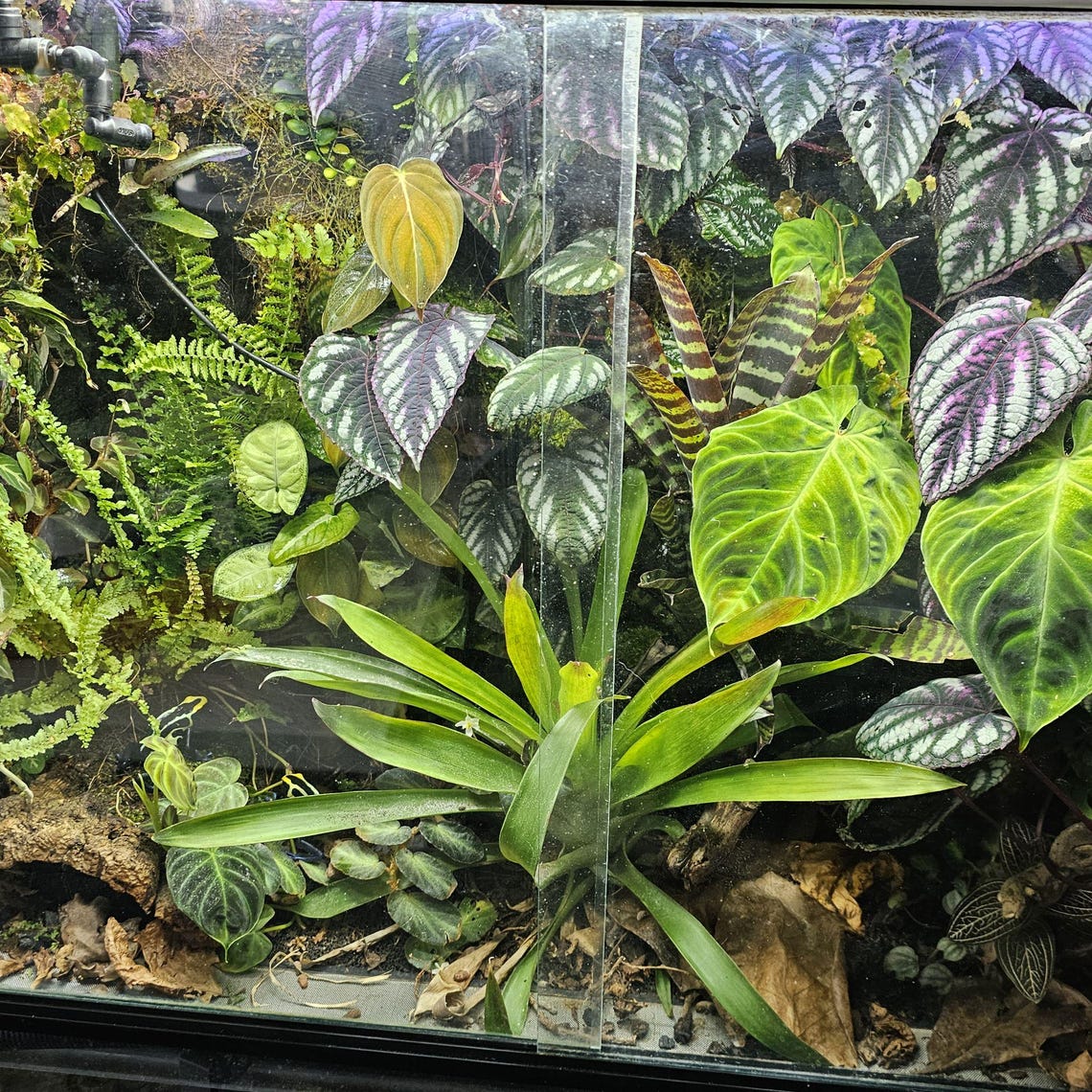 Bioactive Vivarium Plant Bundle – 12 Mixed Rare & Shingling Plants - Etsy
