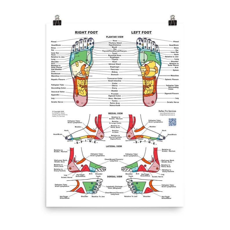 Reflexology Foot Chart Poster | Enhanced Matte Paper | 5 Sizes - Etsy
