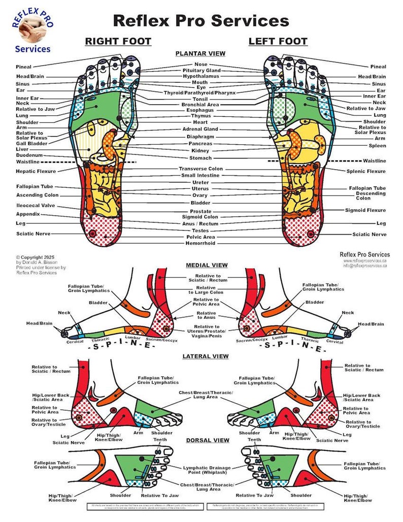 Reflexology Foot Chart PDF – Instant Download – Clinical + Decorative ...