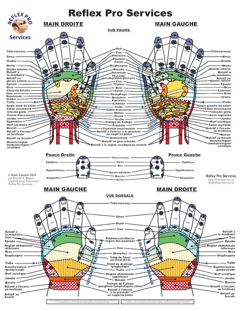 French Hand Reflexology Chart: Professional Reference Guide (PDF ...