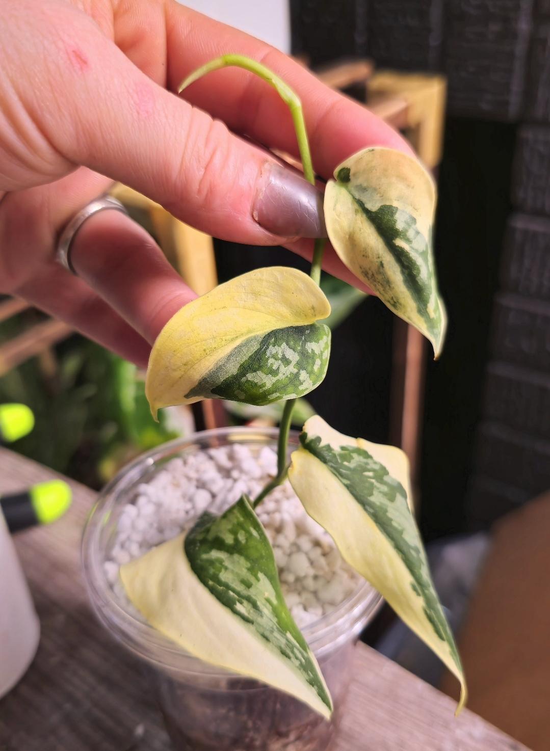 Scindapsus Mayari Variegated - Exact Plant - US Seller - Etsy