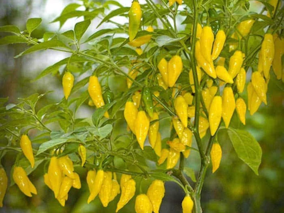 Aji "lemon Drop" Pepper Live Plant | USDA Organic | Bright, Citrusy Hot ...