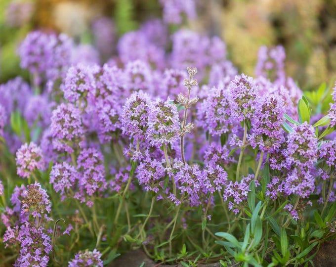 Creeping Lavender Thyme (thymus Thracicus) - Live Plant - USDA Organic ...