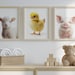 PRINTABLE Baby Farm Animal Nursery Collection, Mix and Match Bundle ...