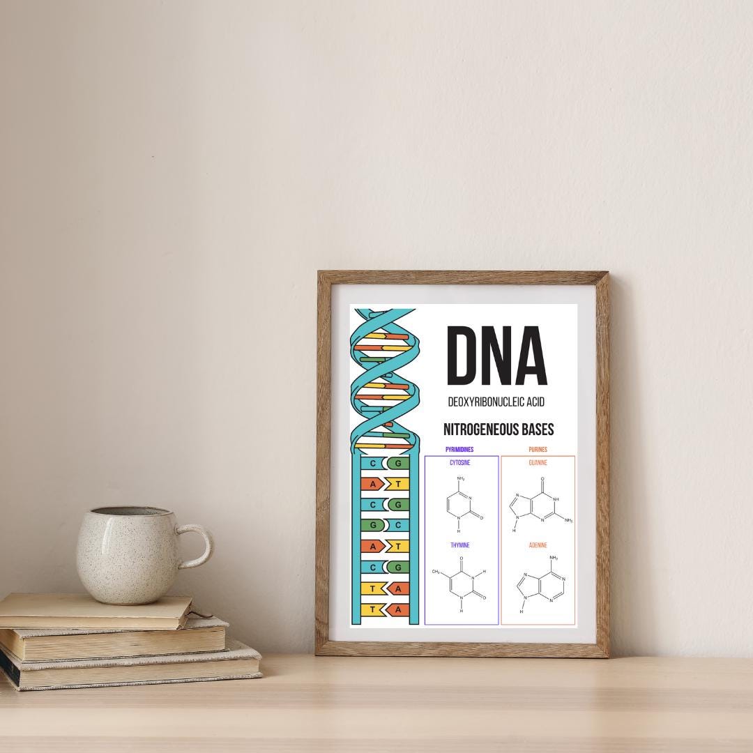 Biology Wall Art DNA Base Pair Structures - Etsy