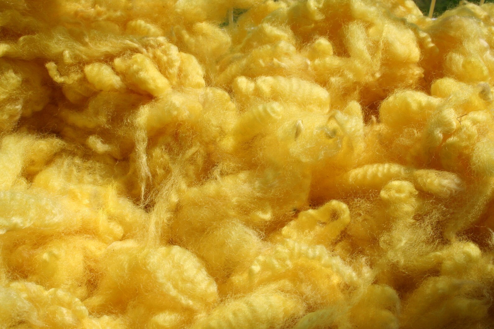 Border Leicester Lamb X Wool Fiber Wool Locks Lemon 2oz | Etsy