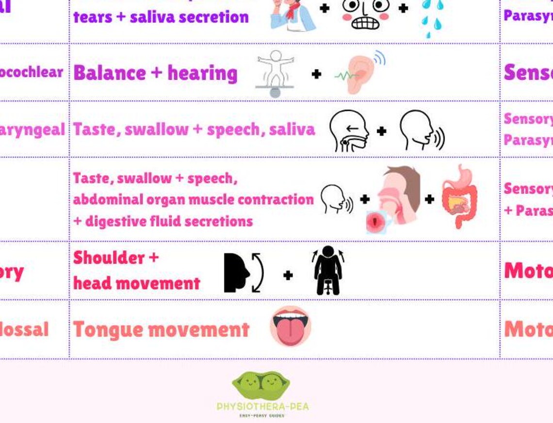 Cranial Nerves Flashcard - Etsy
