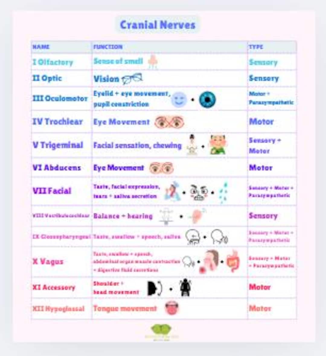 Cranial Nerves Flashcard - Etsy