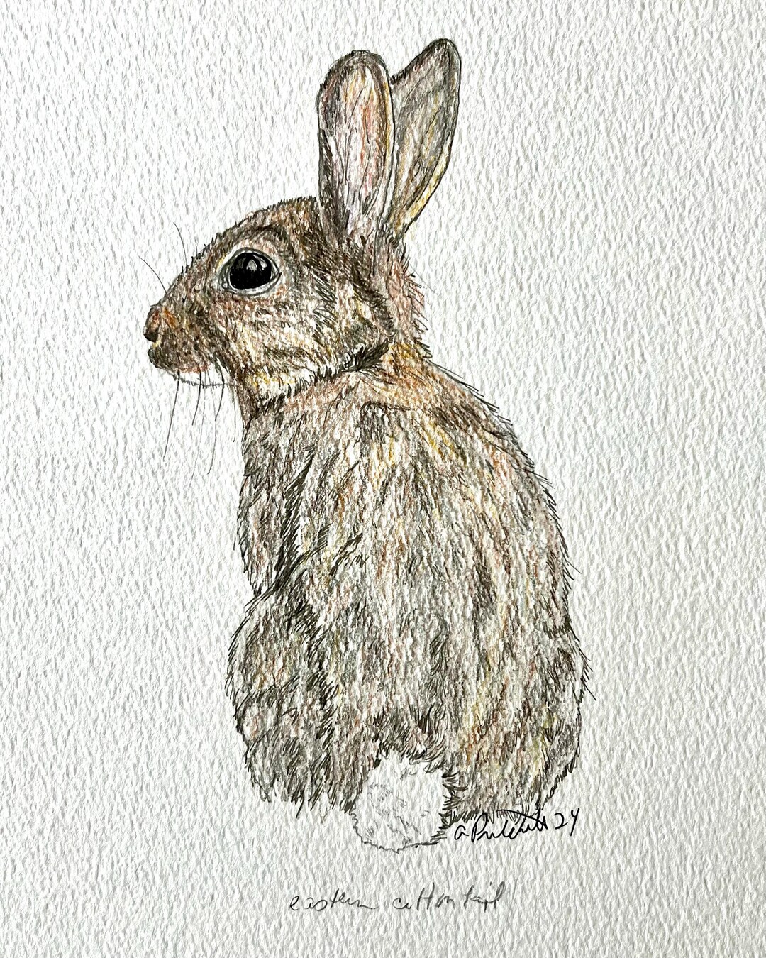 Original Colored Pencil Drawing of a Rabbit - Etsy