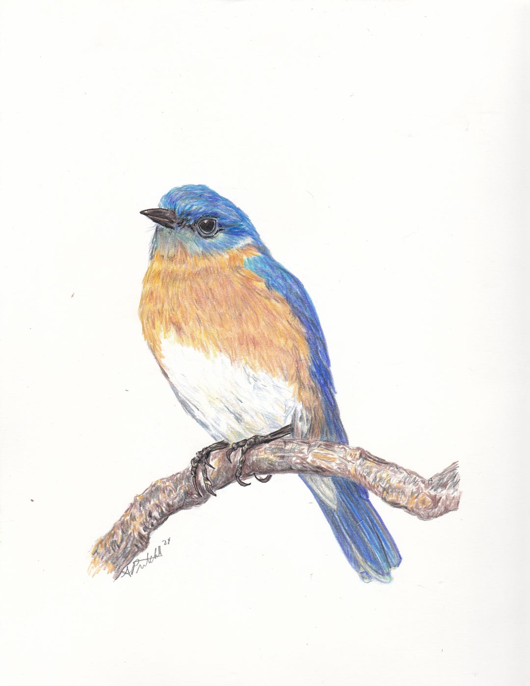 Hand Drawn Portrait of Eastern Bluebird - Etsy
