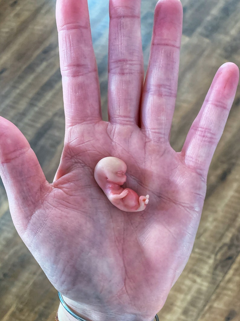 Made to Order 9 Week Gestation Embryo Memorial/honor - Etsy