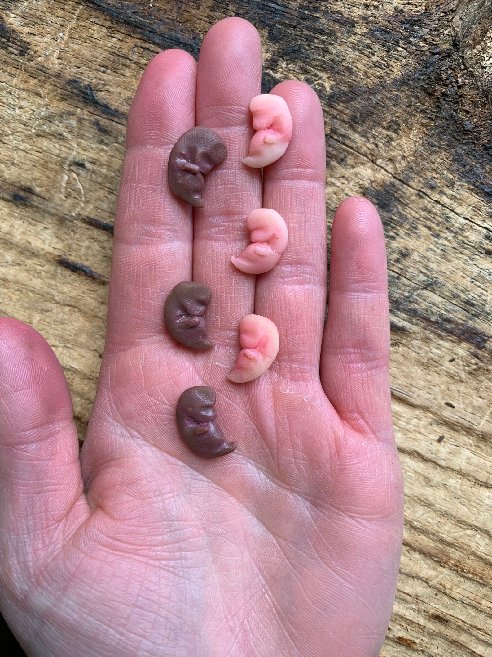 Ready to Ship 7 Week Gestation Embryo Memorial/honor - Etsy