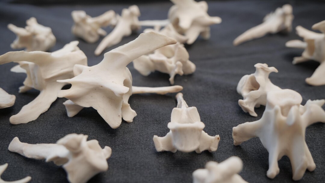 Feral Cat Bones - Etsy
