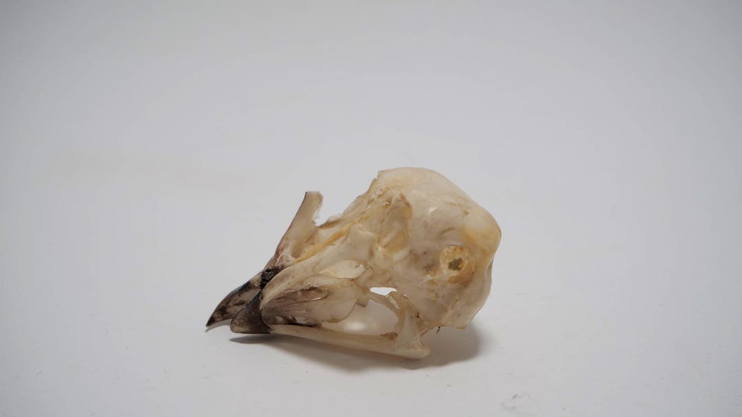 Hawk Skull, Bird Skull, Bird of Prey Skull - Etsy