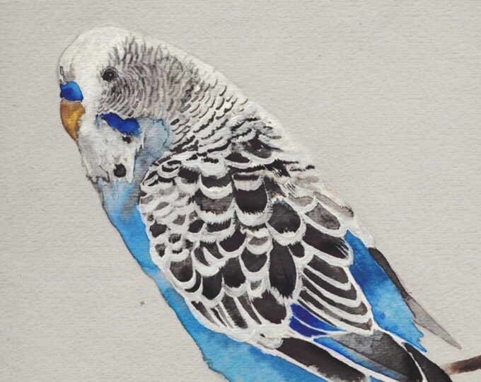 Blue Parakeet Print - Budgie Art - Bird Watercolor Painting - Giclee ...