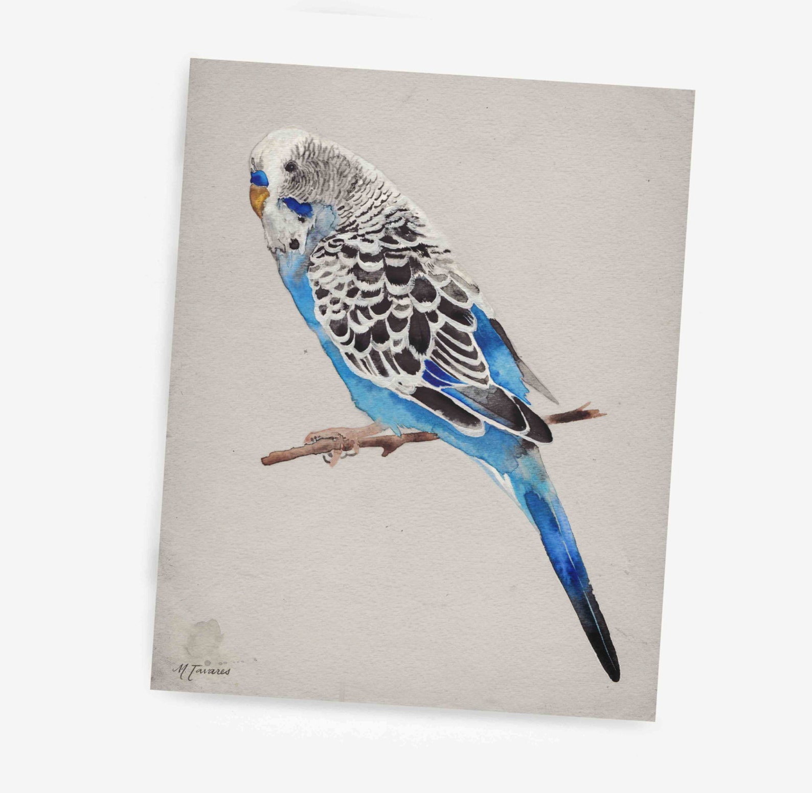 Blue Parakeet Print Budgie Art Bird Watercolor Painting Giclee Print ...