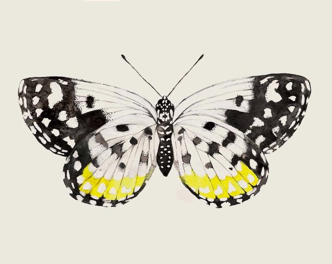 Yellow Butterfly Art Black & Yellow Butterfly Butterfly Watercolor ...