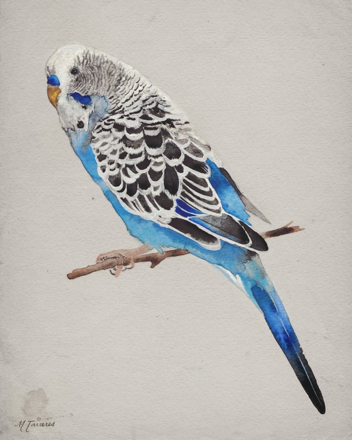 Blue Parakeet Print Budgie Art Bird Watercolor Painting Giclee Print ...