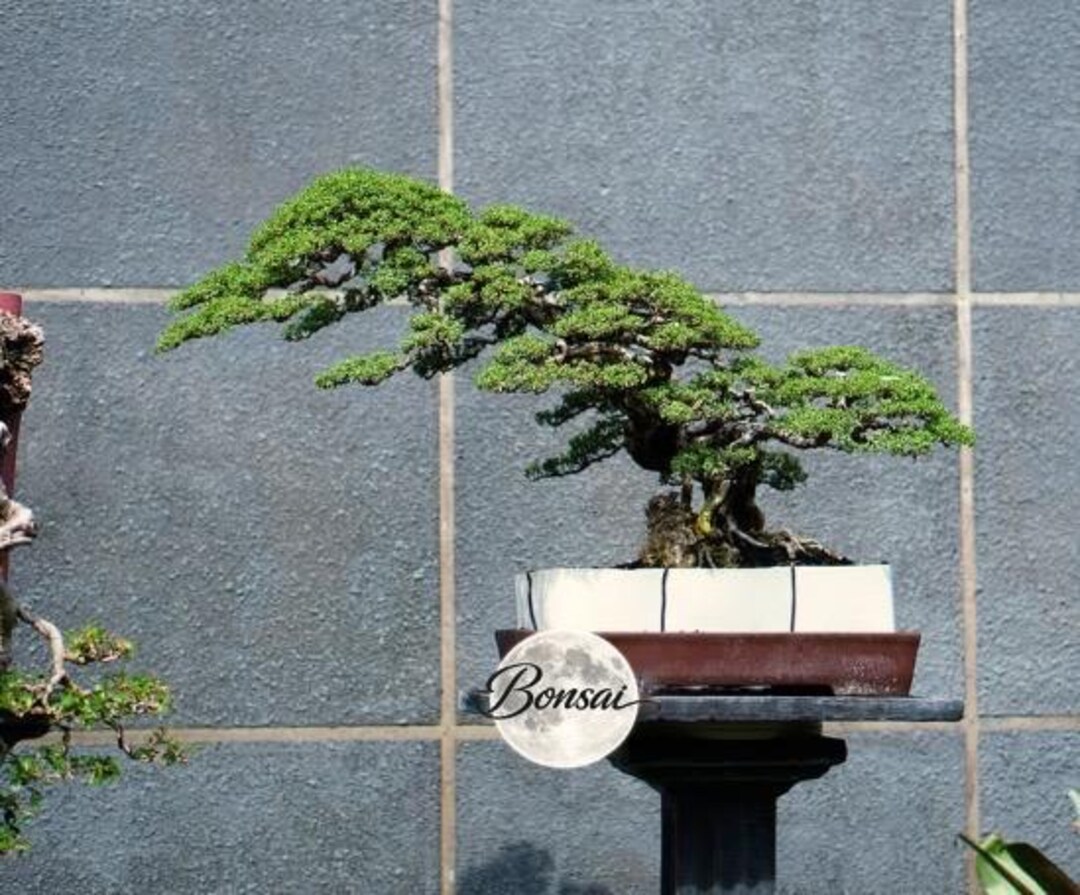 Pemphis Acidula Bonsai (santigi) – Windswept Style With Twisted Trunk ...