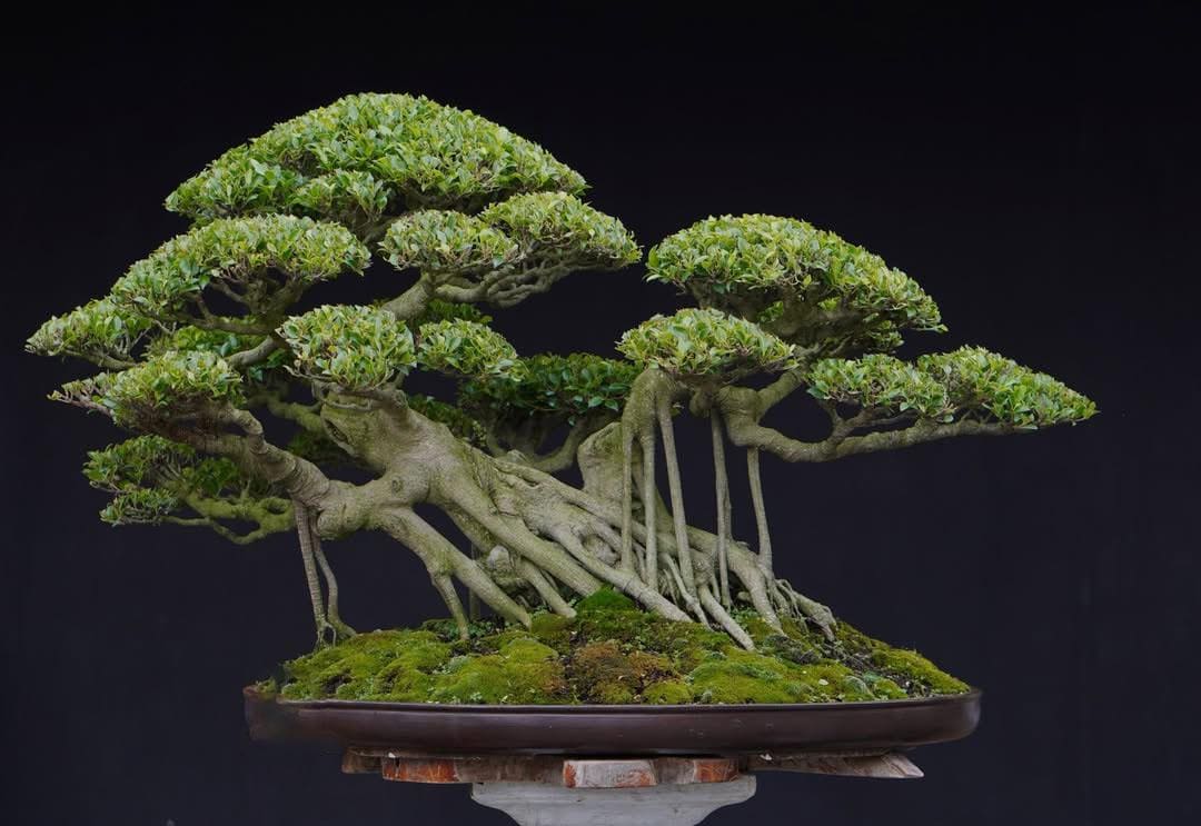 Fig Tree Ficus Microcarpa, Elegant Bonsai, Medium Size - Etsy