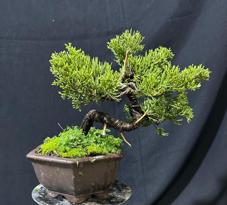 Real Picture _ Actual Tree _ Tree Bonsai _ Juniperus Chinensis _ Small ...