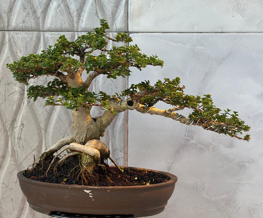 Real Picture _ Actual Tree _ Tree Bonsai _ Premna Microphylla _ Small ...