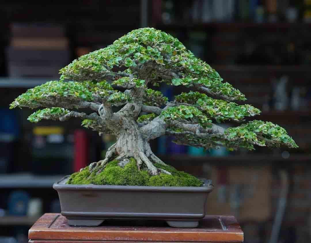 Real Picture _ Actual Tree _ Tree Bonsai _ Premna Microphylla _ Small ...