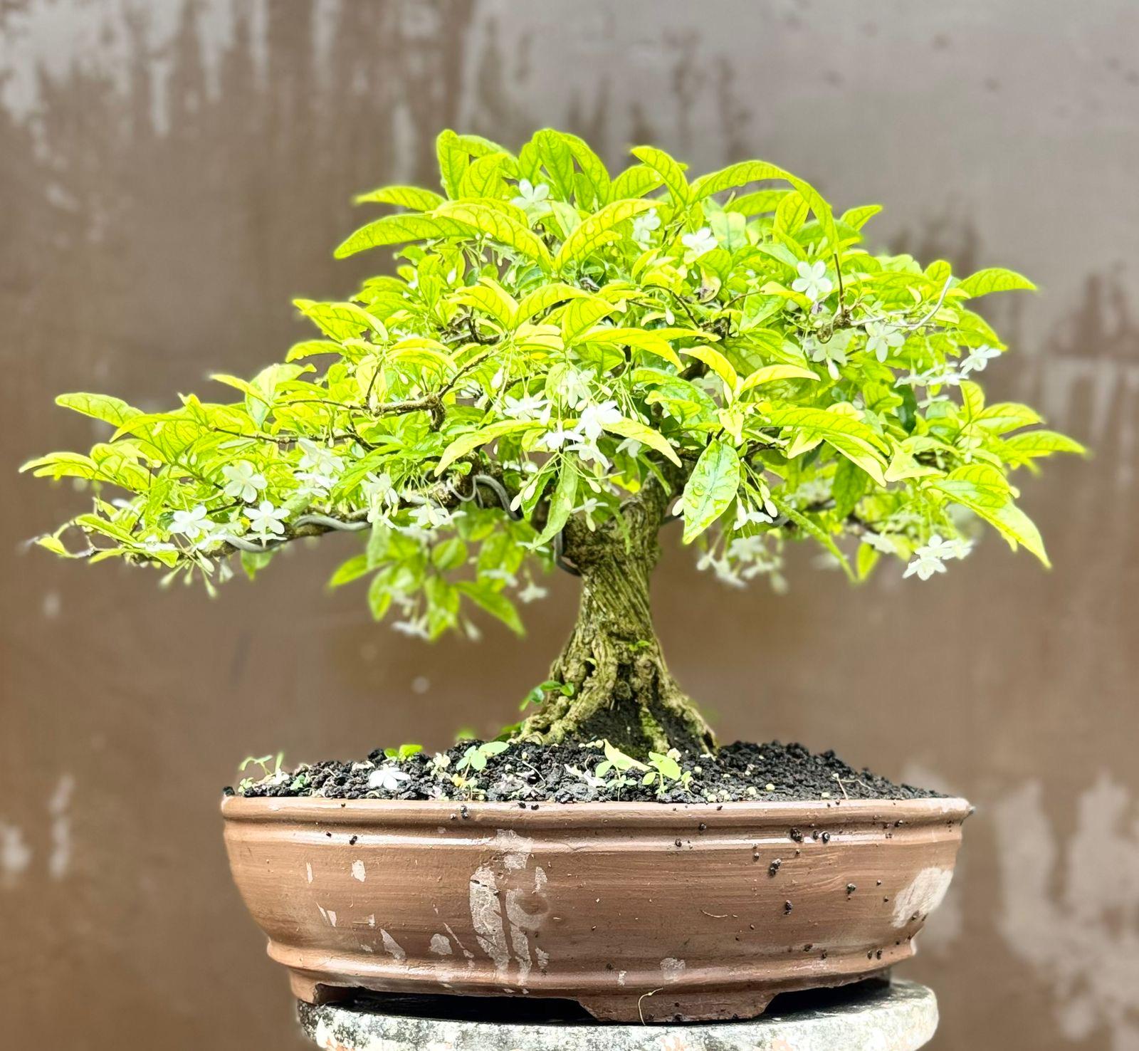Real Picture _ Actual Tree _ Tree Bonsai _ Water Jasmine_wrightia ...