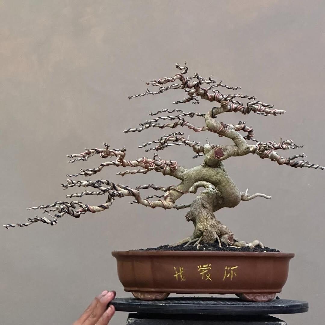 Blue Bell Bonsai Tree – Medium Size Tropical Bonsai, Live Bonsai Plant ...