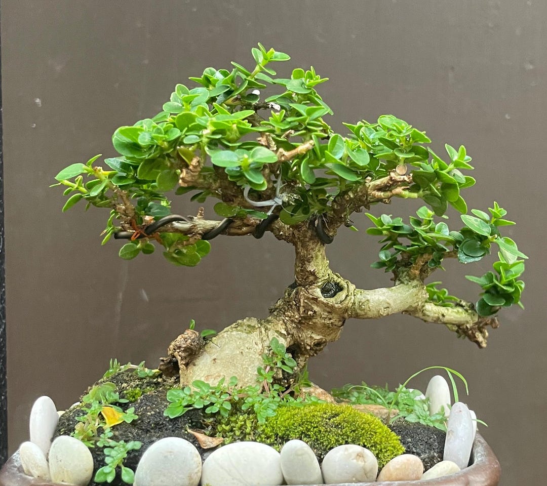 Real Picture _ Actual Tree _ Tree Bonsai _ Premna Microphylla _ Small ...