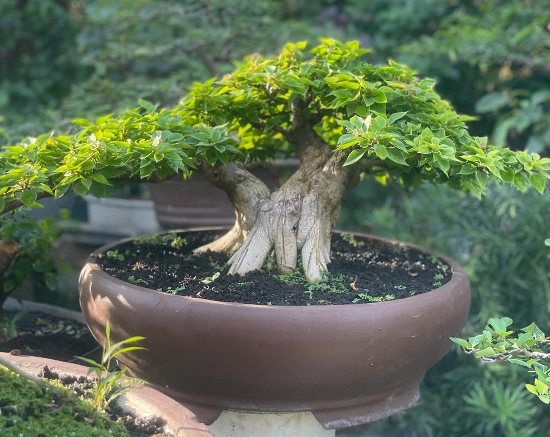 Actual Tree _ Real Picture _ Tree Bonsai _ Bougainvillea _ Small Size ...