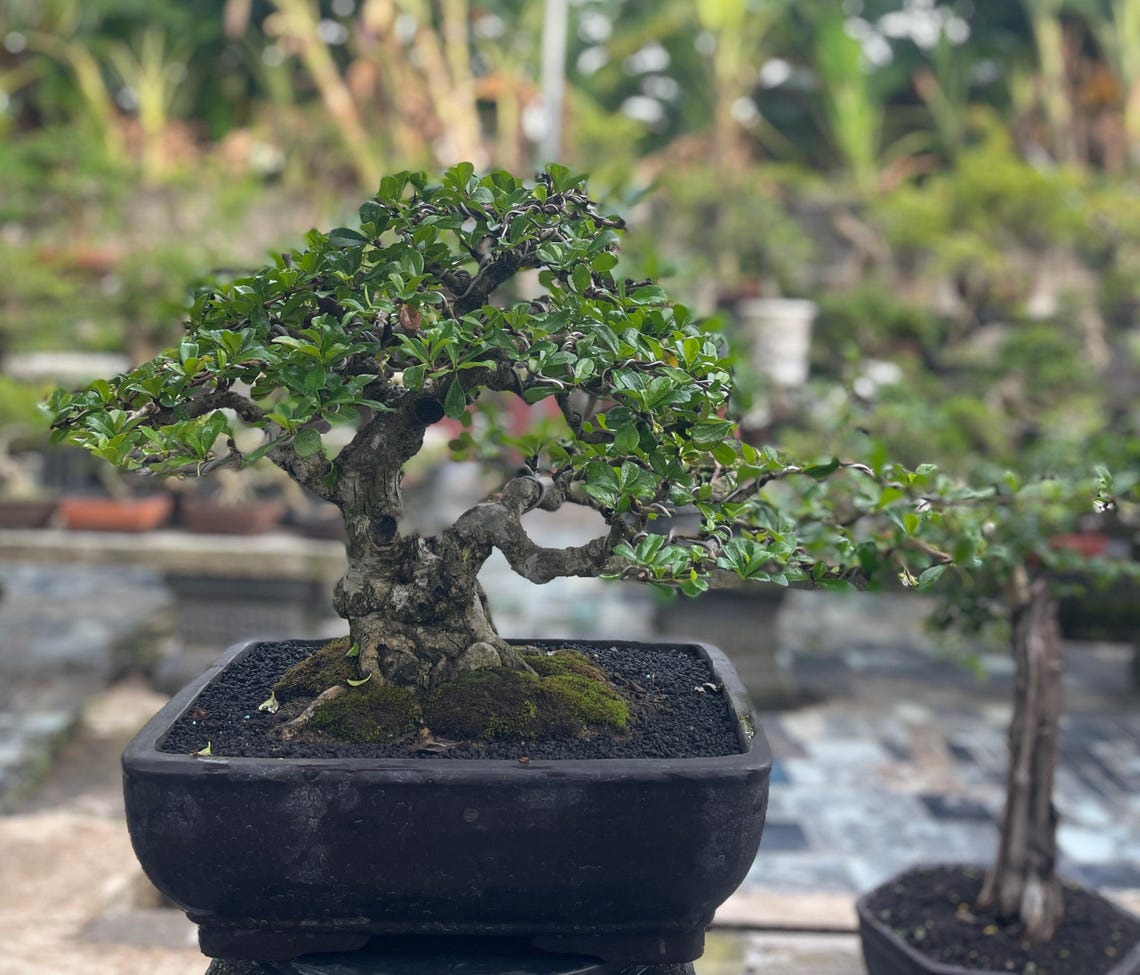 Real Picture _ Actual Tree_ehretia Microphylla_carmona Microphylla ...