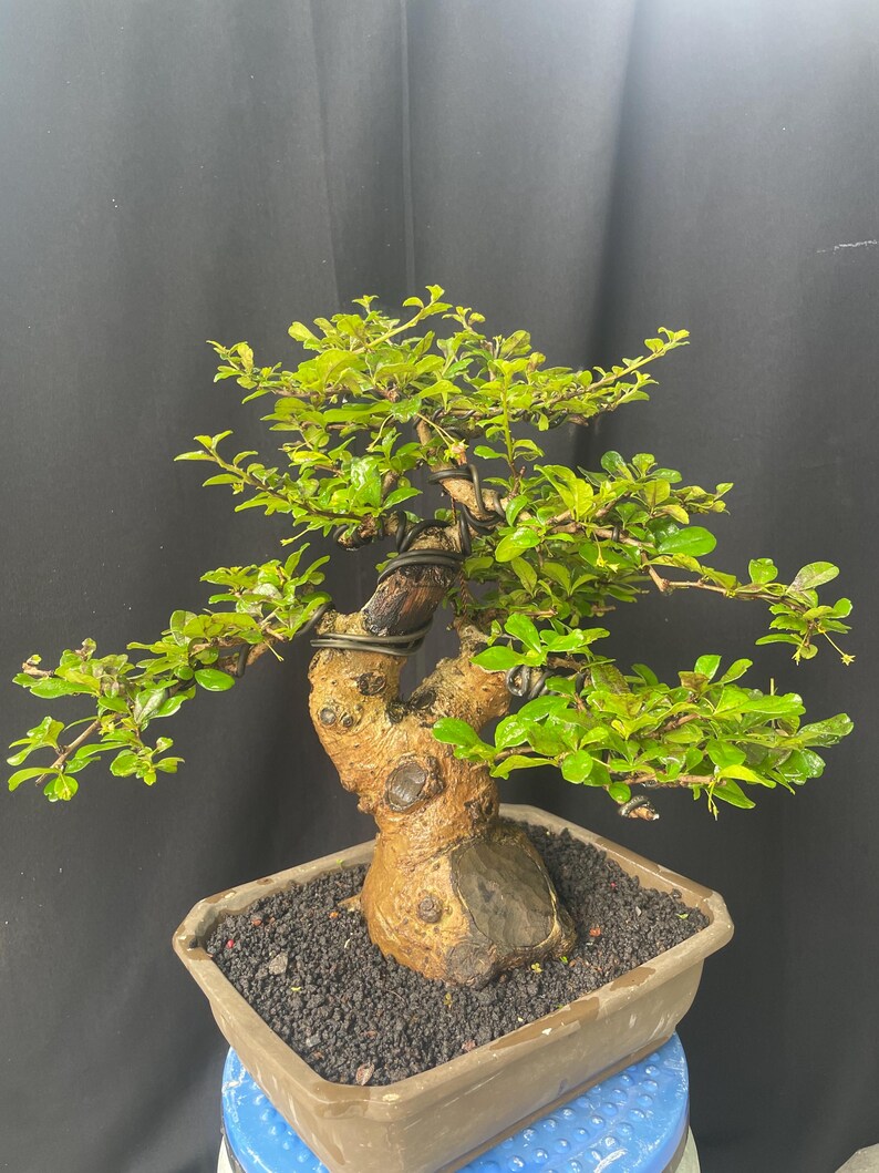 Real Picture _ Actual Tree_ehretia Microphylla_carmona Microphylla ...