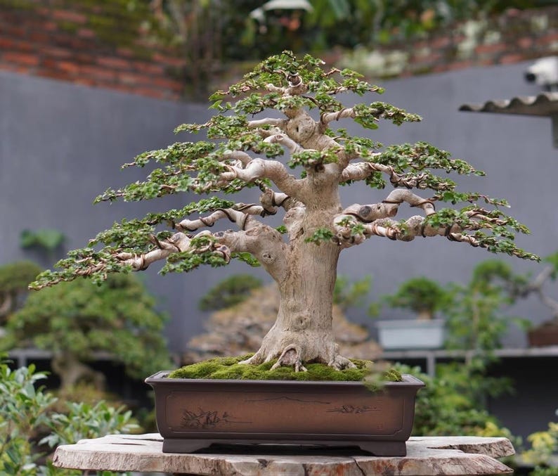 Real Picture _ Actual Tree _ Tree Bonsai _ Premna Microphylla _ Medium ...