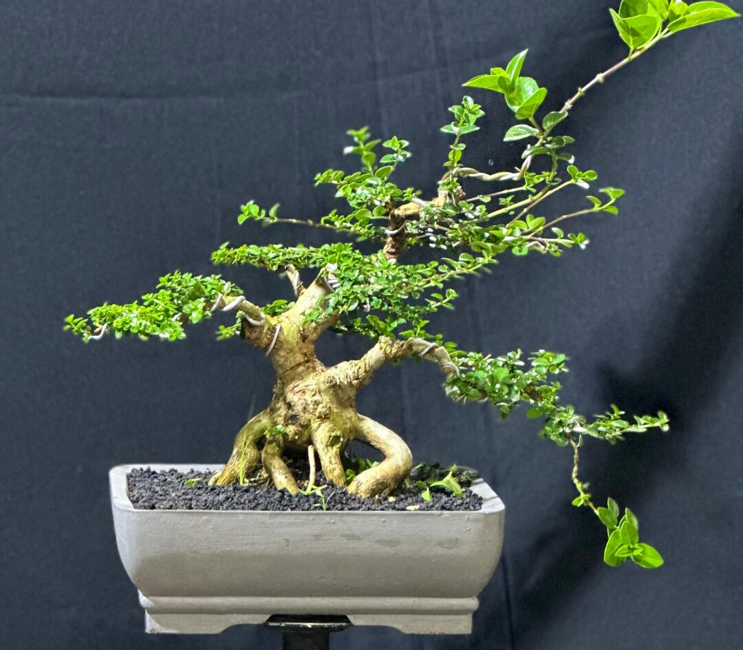 Real Picture _ Actual Tree _ Tree Bonsai _ Premna Microphylla _ Small ...