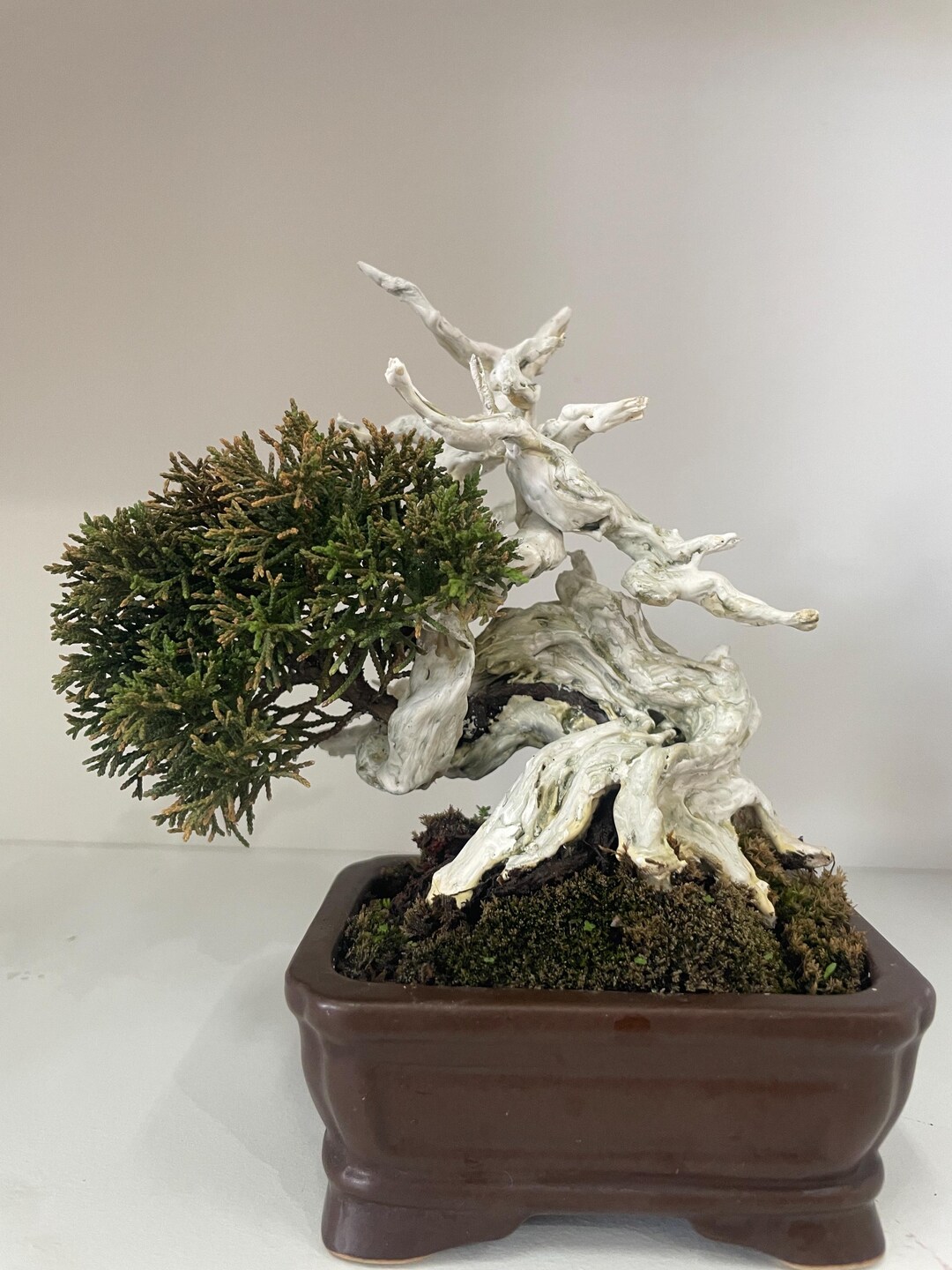 Real Picture _ Actual Tree _ Tree Bonsai _ Juniperus Chinensis _ Small ...