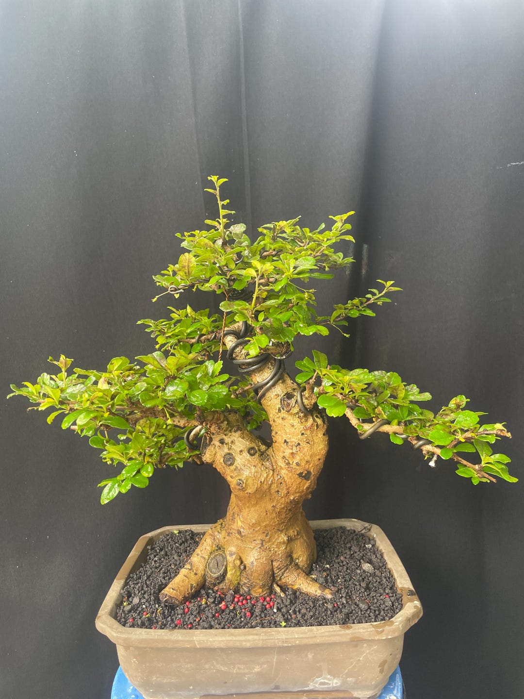 Real Picture _ Actual Tree_ehretia Microphylla_carmona Microphylla ...