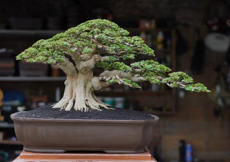 Real Picture _ Actual Tree _ Tree Bonsai _ Premna Microphylla _ Medium ...
