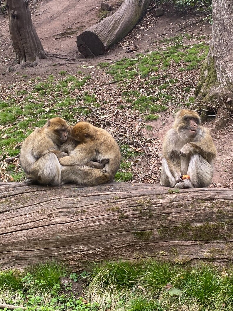 Playful Monkeys Photo: Cheeky Wildlife Art Print - Etsy